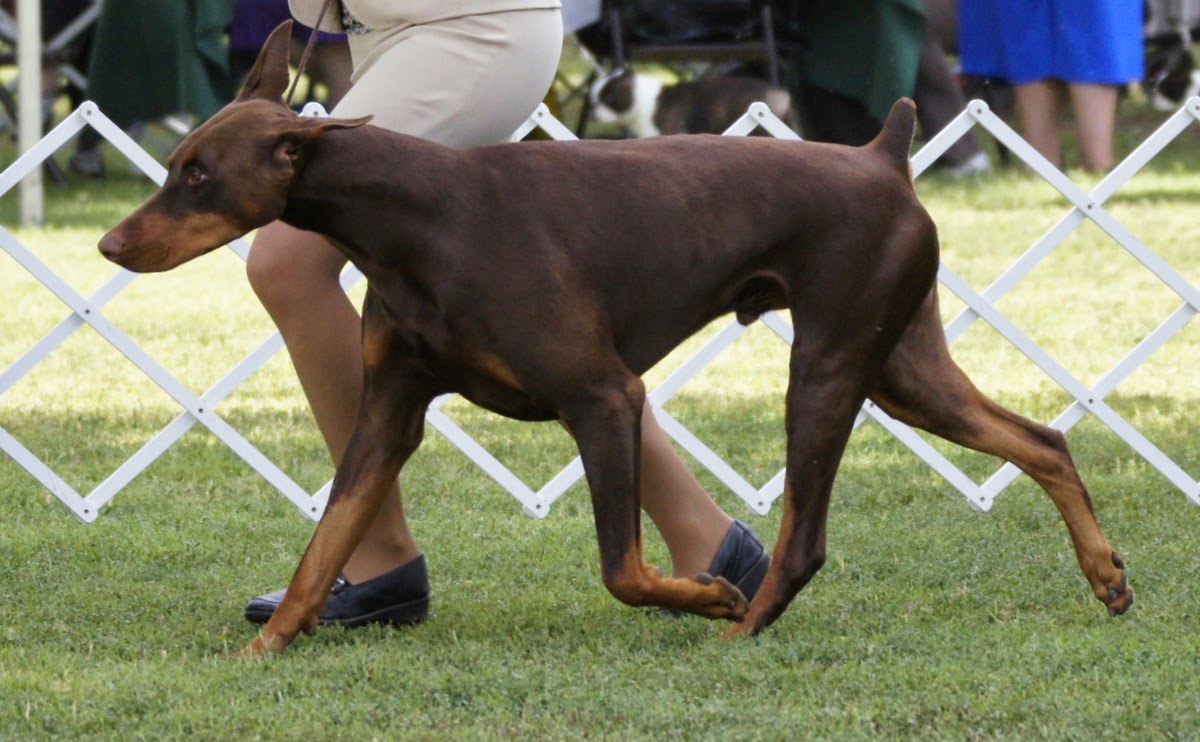 Organic Garden Dreams: Thinking About Getting a Dog
