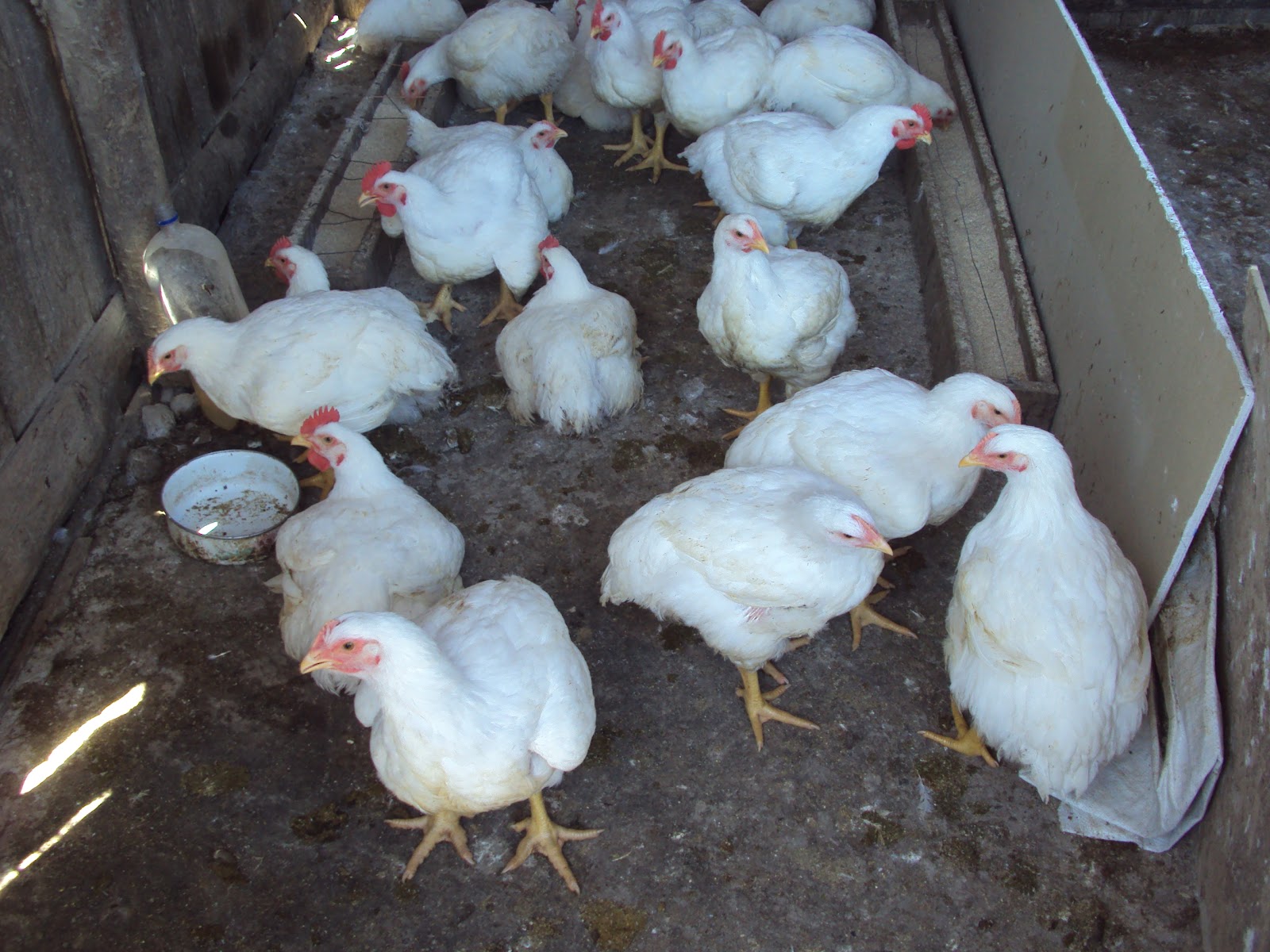 criadero de pollos broiler los coipos