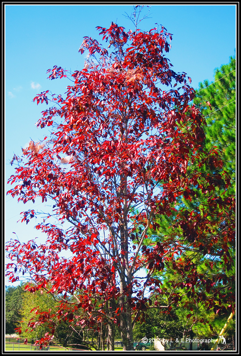 Ocala, Central Florida & Beyond: Fall Colors in Ocala