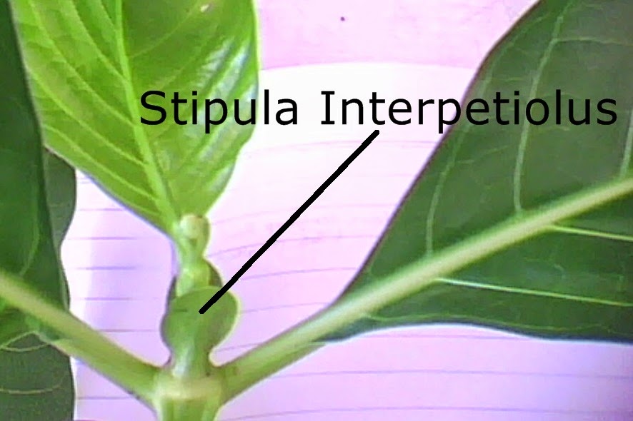 Bagian Bagian Daun ~ MUNAWI INSIDE