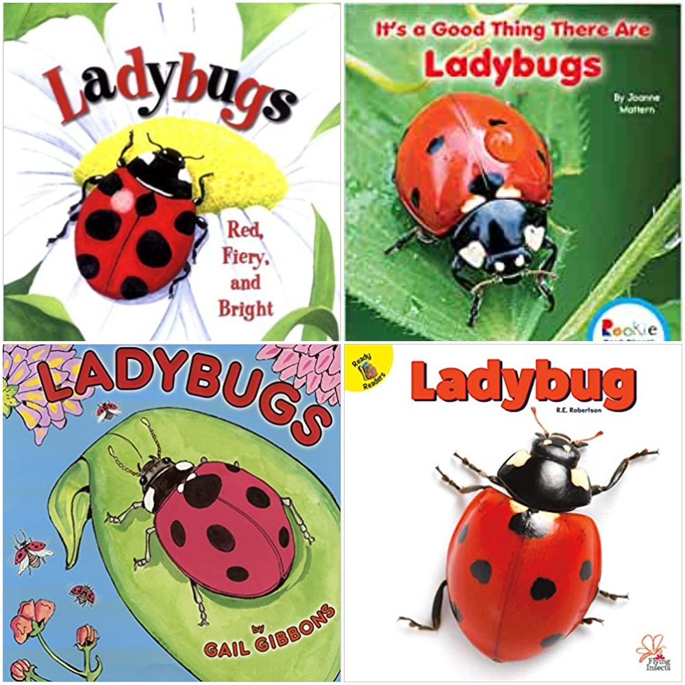 How to Make a Fun Ladybird Sensory Bin for Kids