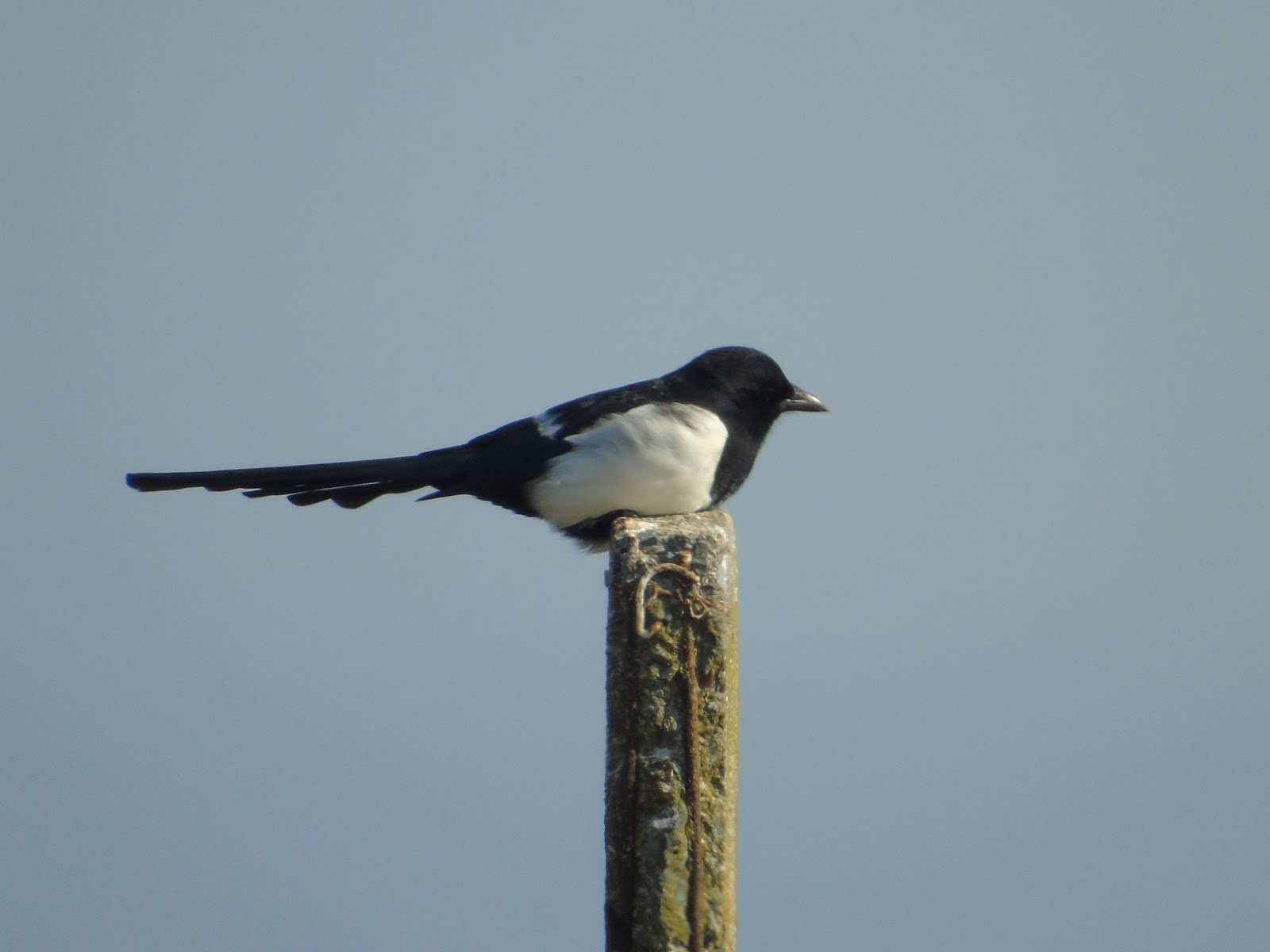 PASARI DIN ROMANIA: COTOFANA, Pica pica