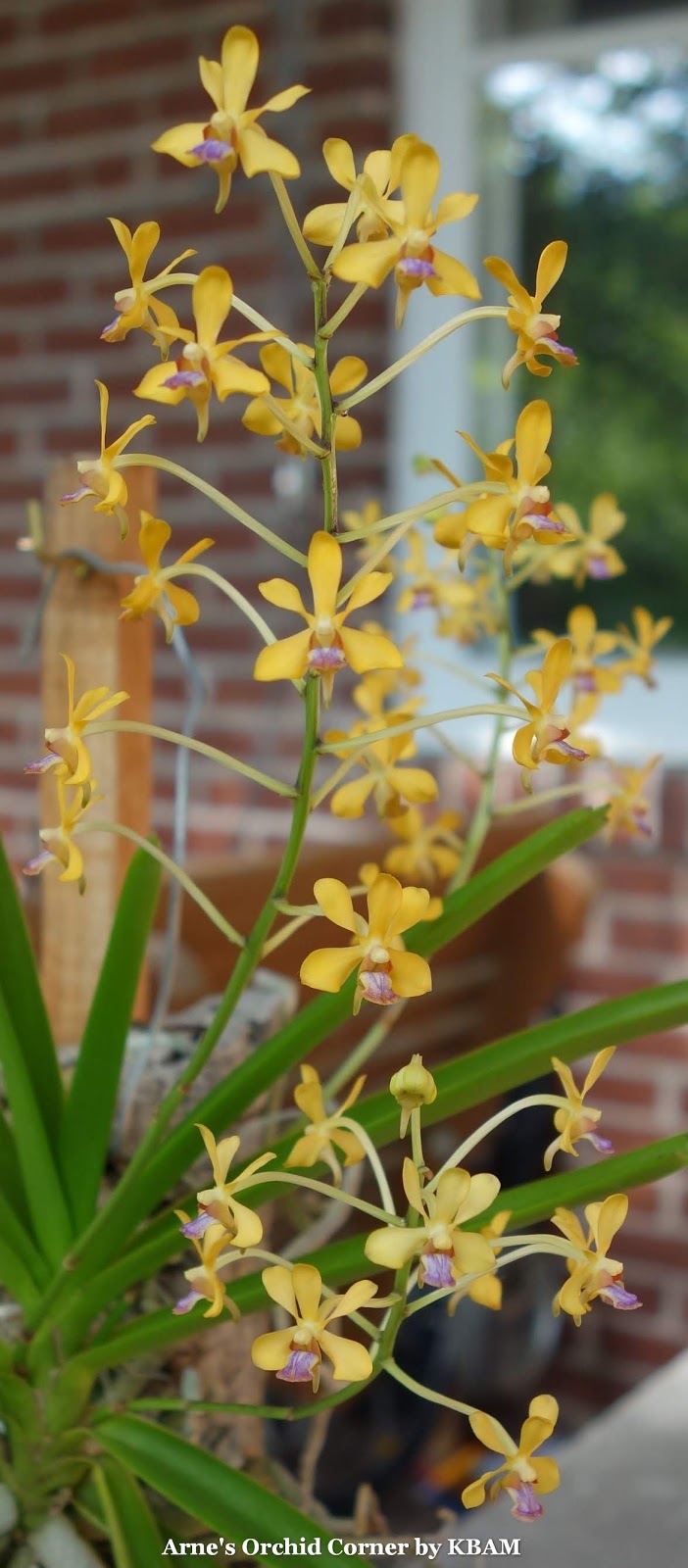 Arne's Orchid Corner: Orchid of the day: Vanda testacea