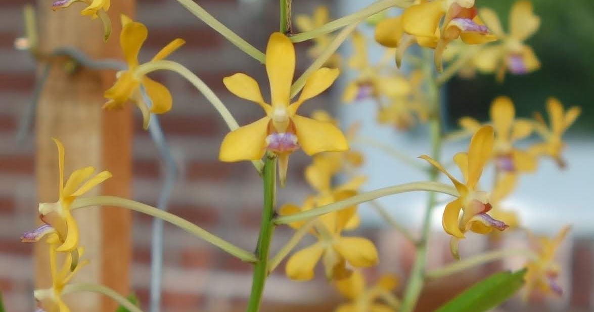 Arne's Orchid Corner: Orchid of the day: Vanda testacea