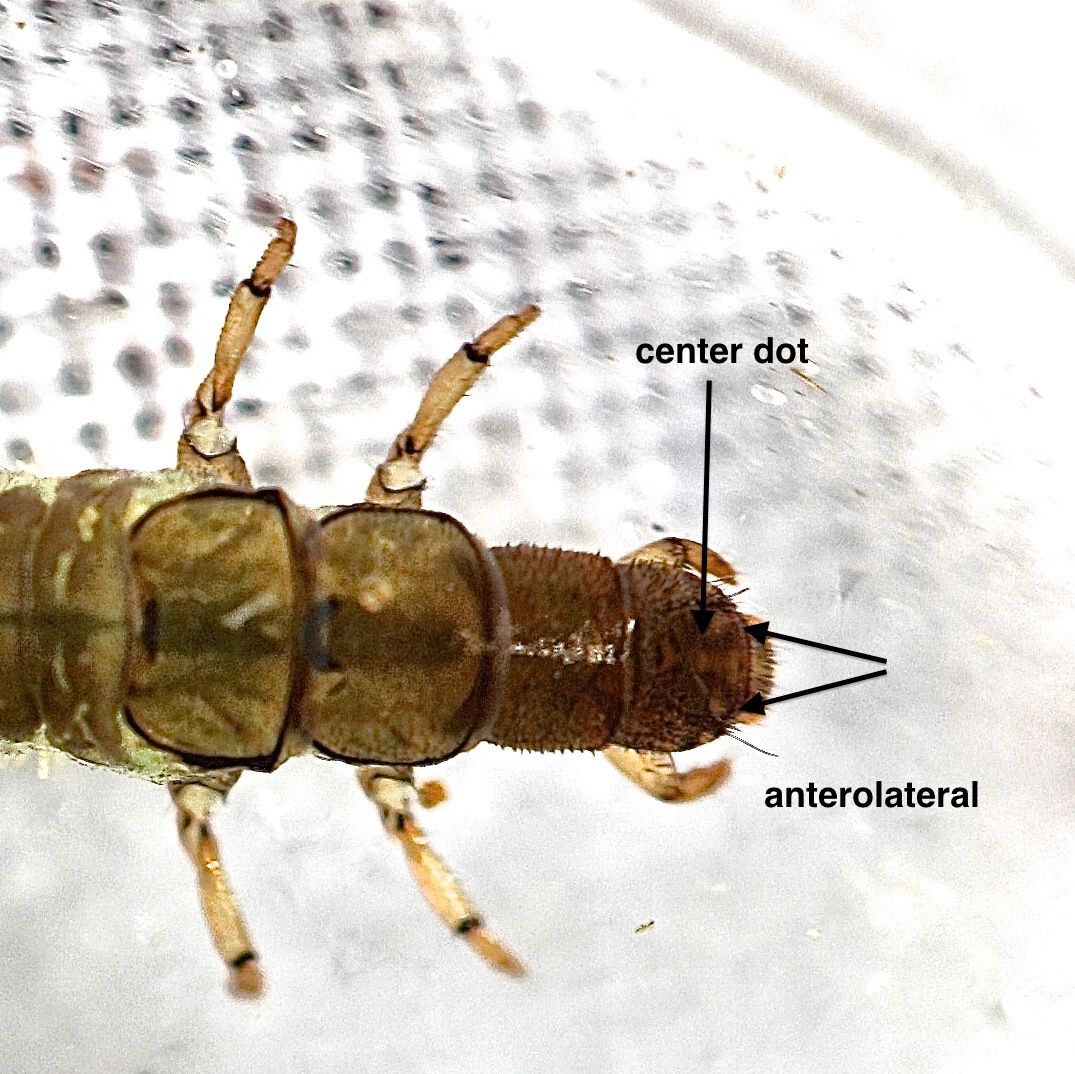 Aquatic Insects of Central Virginia: It's also common netspinner time ...