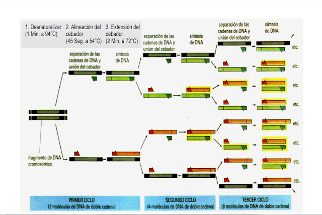 Procesos Sanitarios 18: PCR Polymerase Chain Reaction