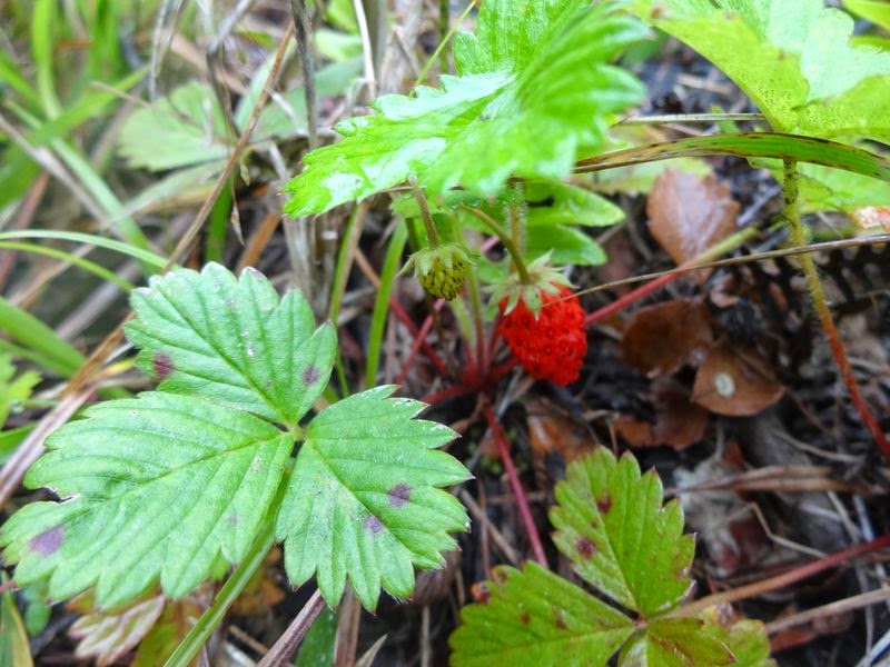 Mayotte l'île aux parfums aux tortues au lagon: Grande-Comore