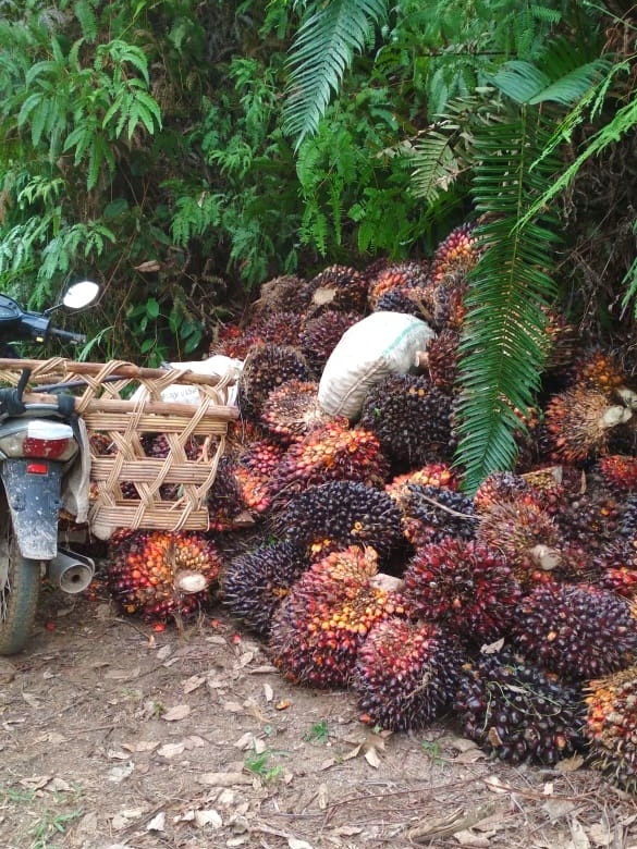 Mengenal Kelapa Sawit, Komoditas Ekonomi yang Mensejahterakan ...