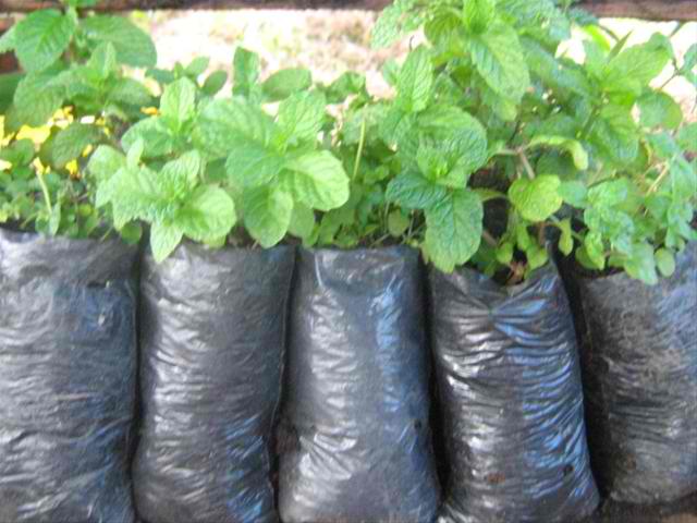 PLANTAS MEDICINALES: Limoncillo