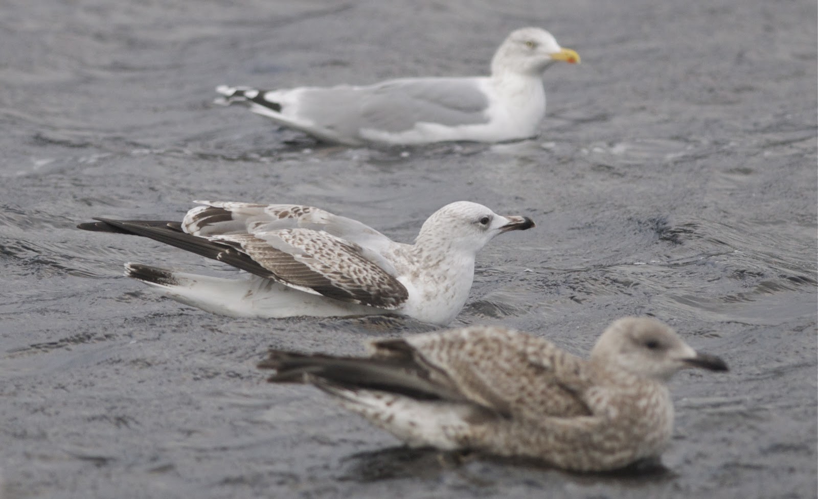 wings: Caspian Gull