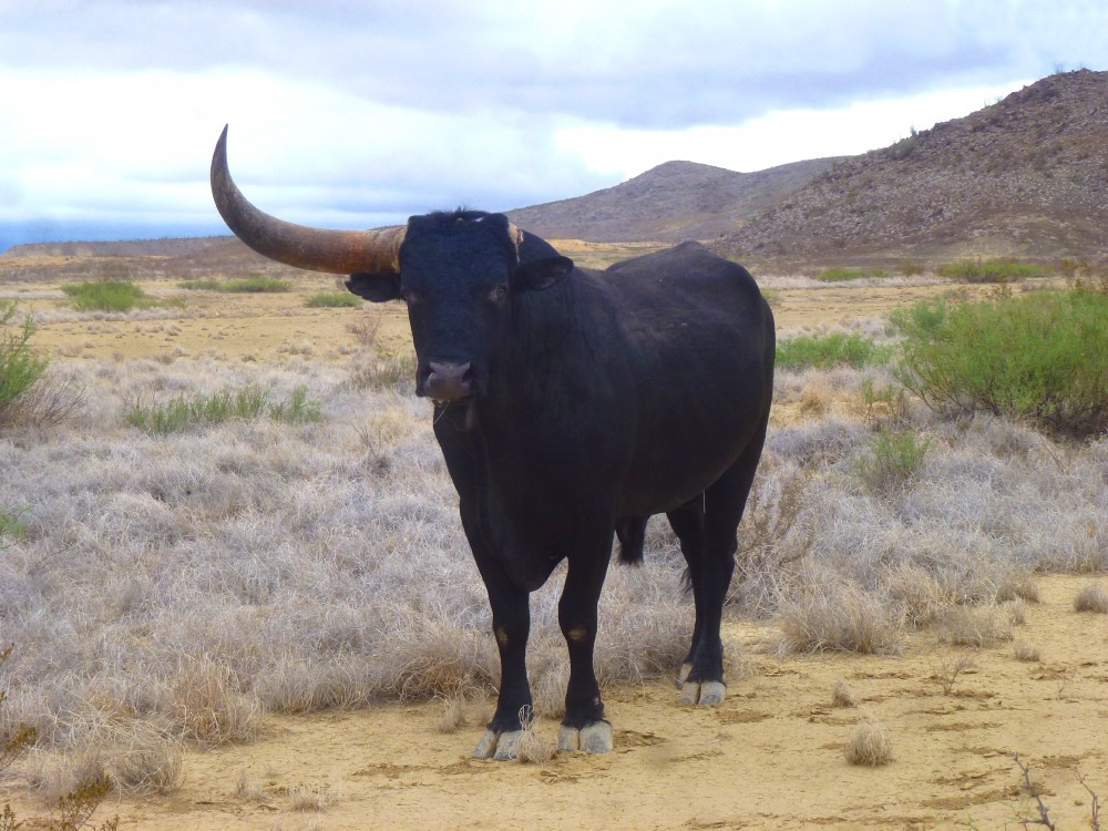 The Field Lab: OneHorn