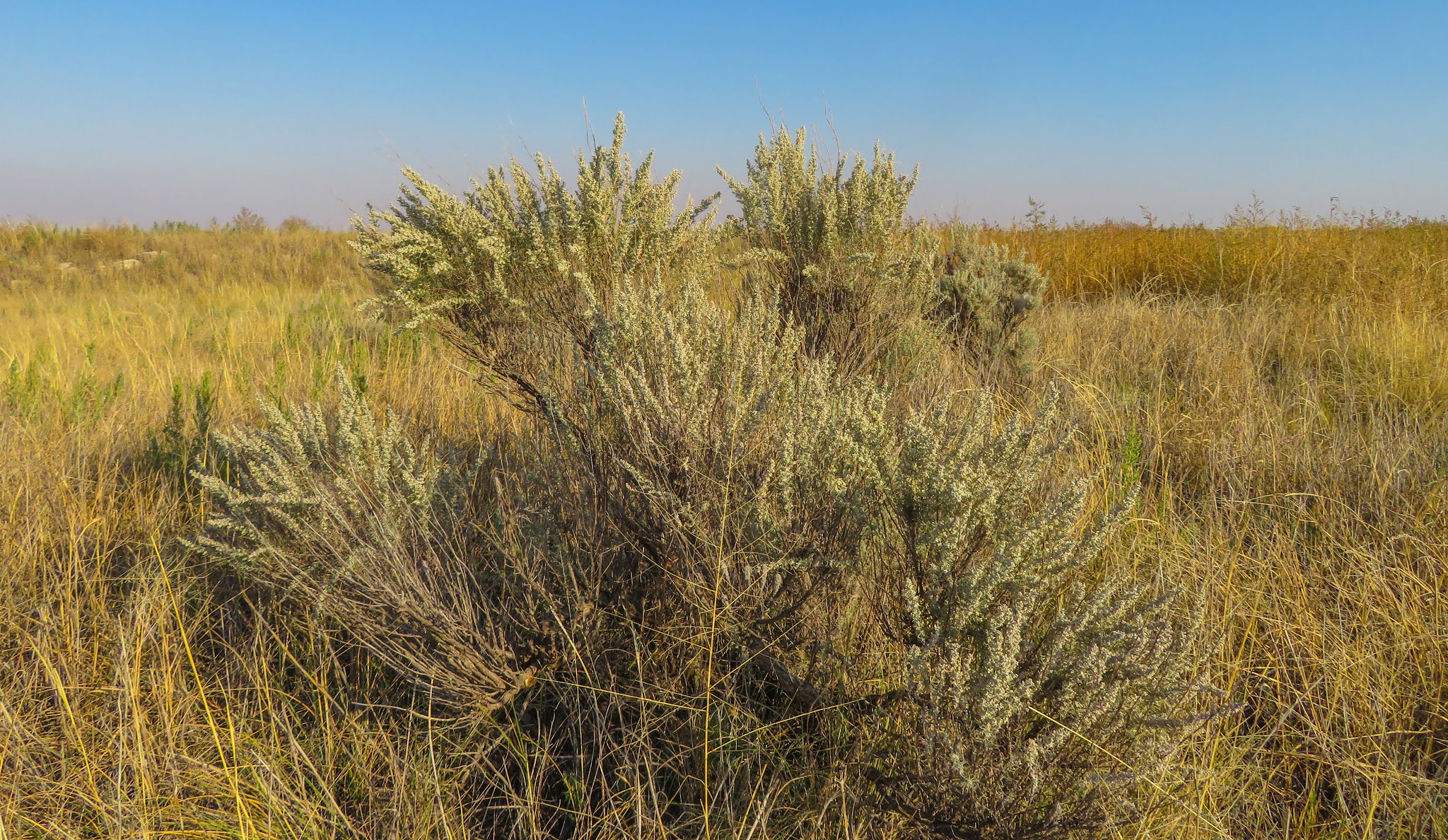 Cannundrums: Cimarron National Grassland