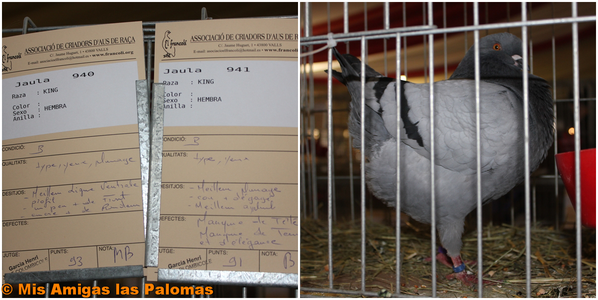 Mis amigas las palomas: Fotos palomas de raza