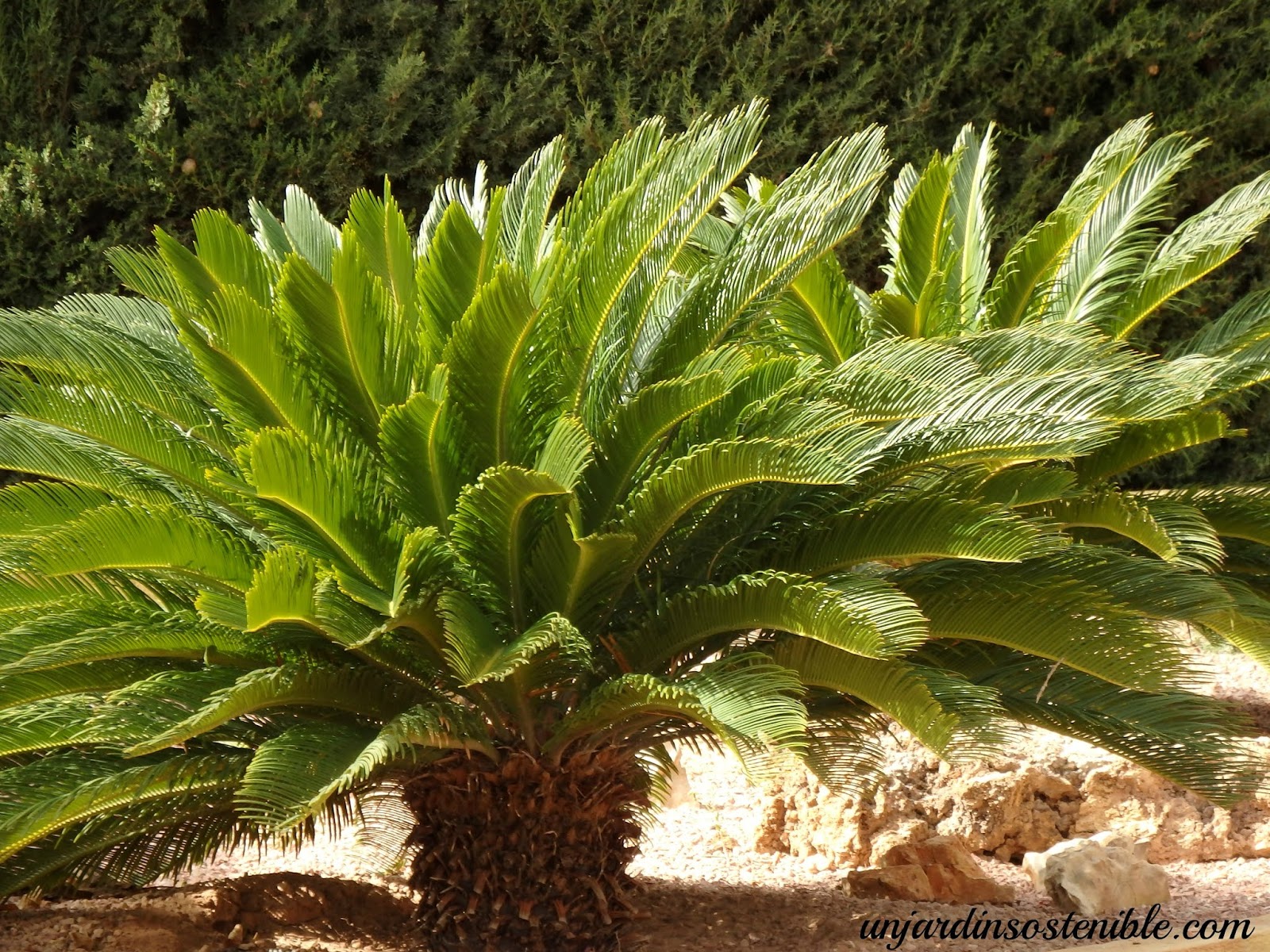 unjardinsostenible.com: Cyca Revoluta (Cica)