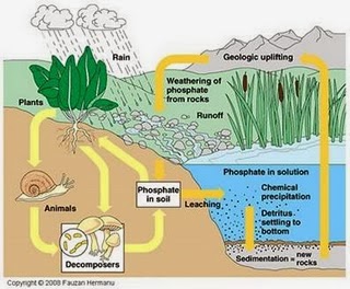 Siklus Fosfor ~ Merah Arkaan DialyPost