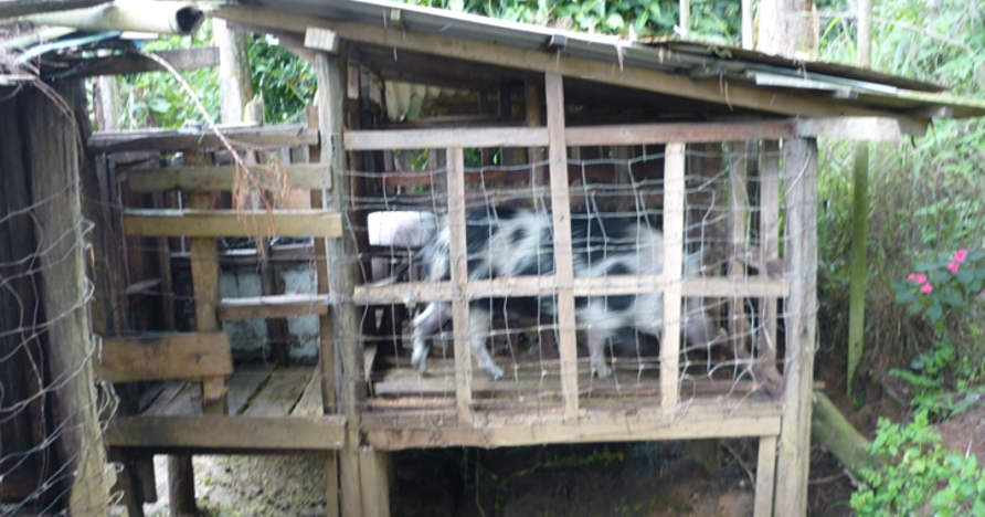 9. Raising pigs in a village pig house.