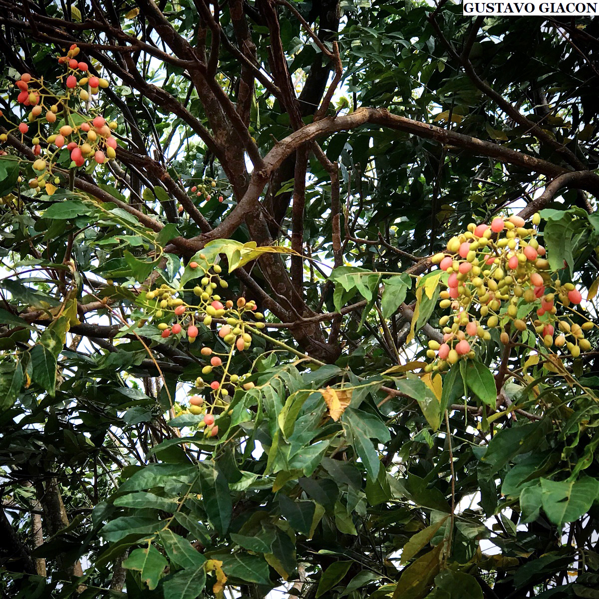 Viveiro Ciprest - Plantas Nativas e Exóticas: Clausena ou Wampi Rosa do ...