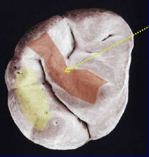 morfologia dental : morfologia
