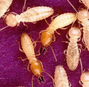 Surga Serangga: Klasifikasi Rayap