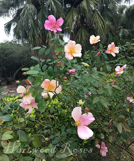 Hartwood Roses: Beautiful Bermuda