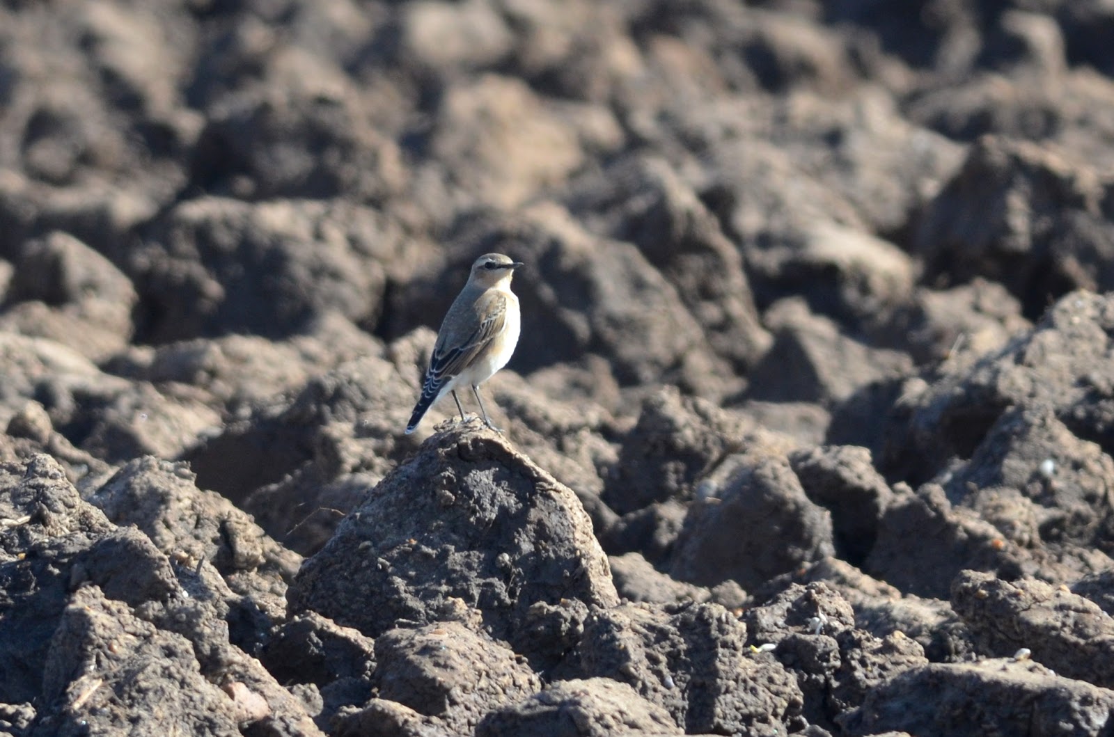 The Early Birder: Spurn - Migration Festival