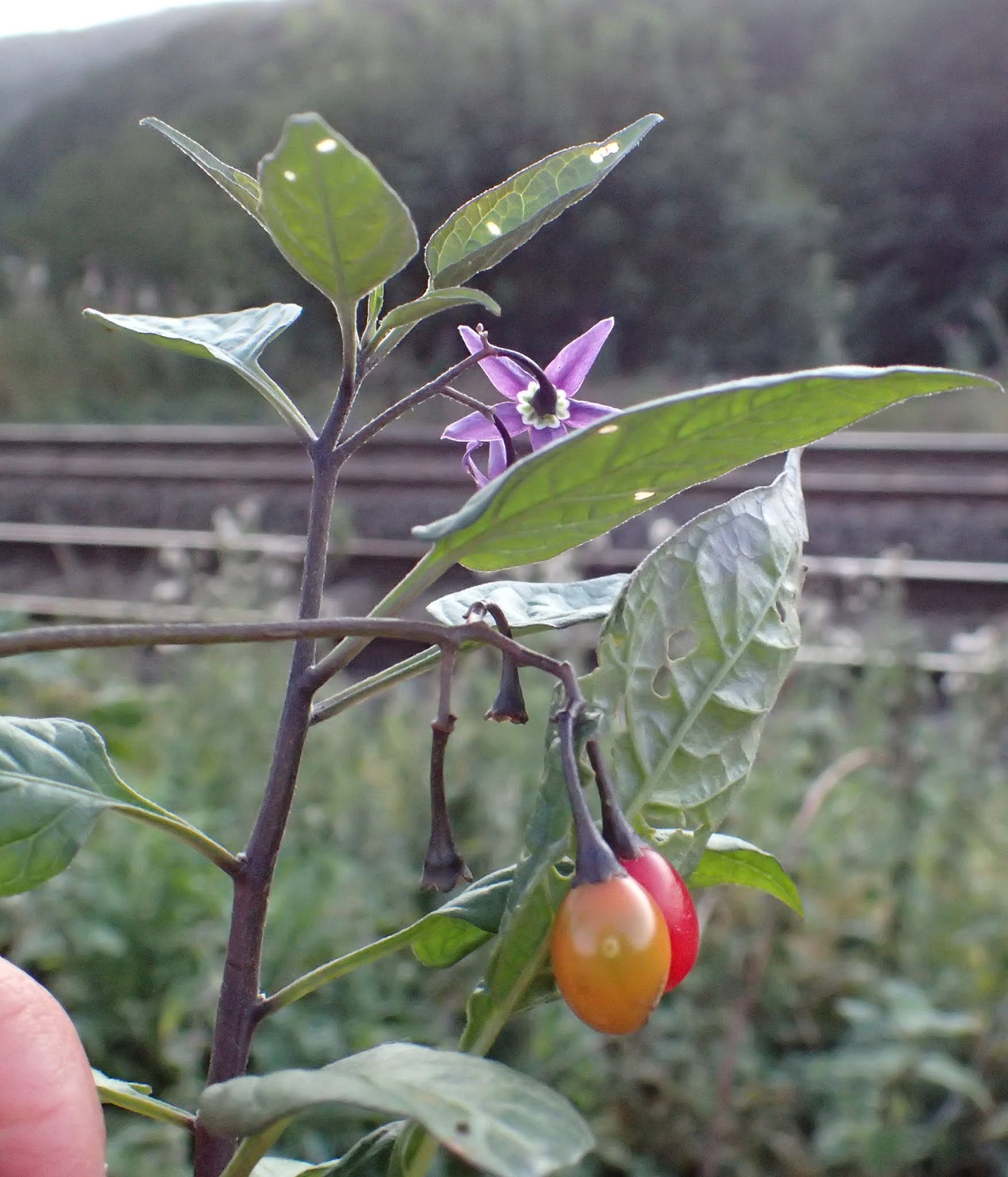 The Rainforest Fund Project: Settle Wildflowers - Day 78 - Blue 14 ...