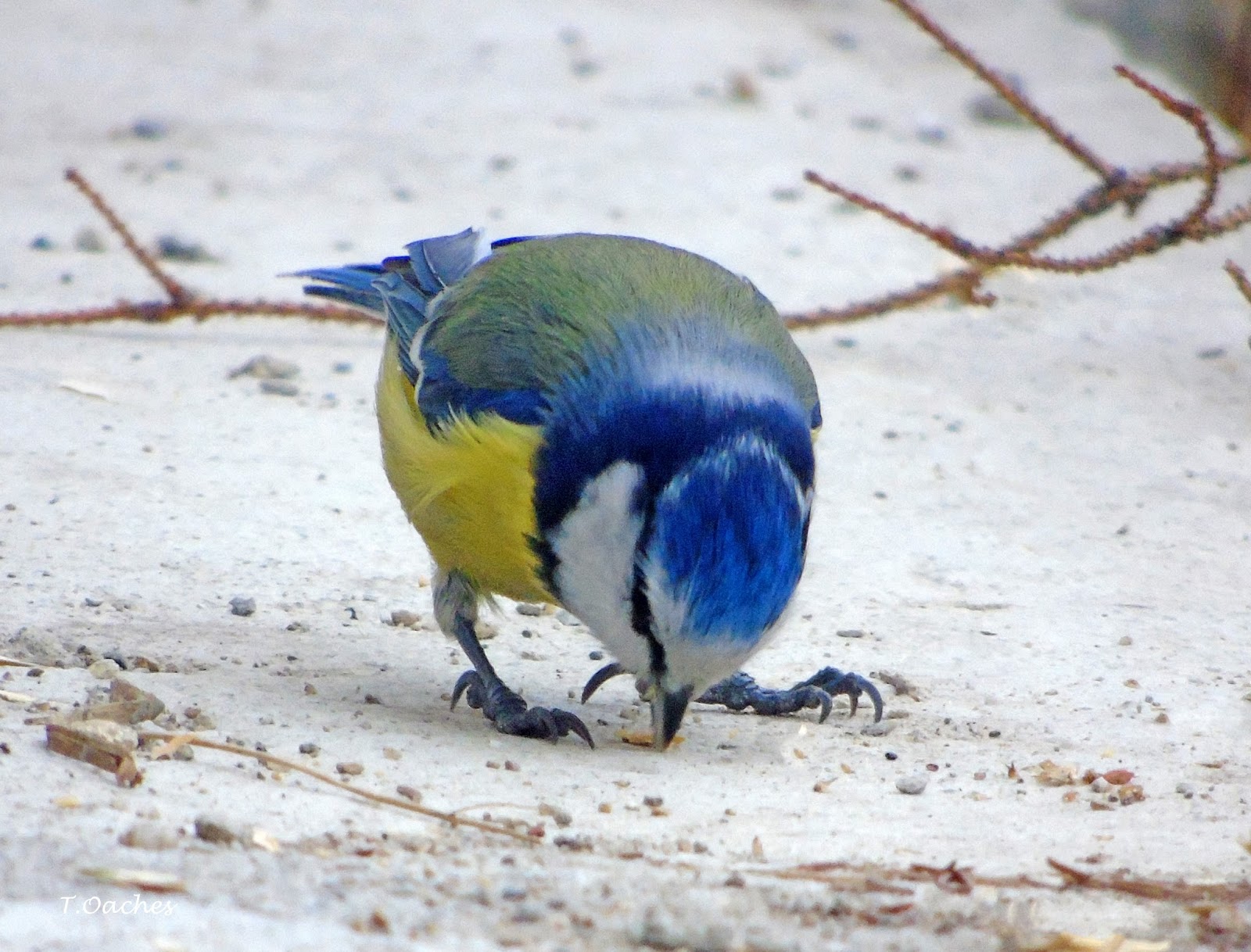 PASARI DIN ROMANIA: PITIGOI ALBASTRU (1), Cyanistes caeruleus