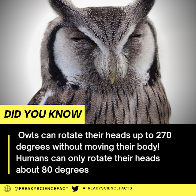 Why owls rotate thier head?