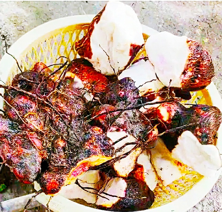 Tedu, All about Tedu roots vegetable & harvesting