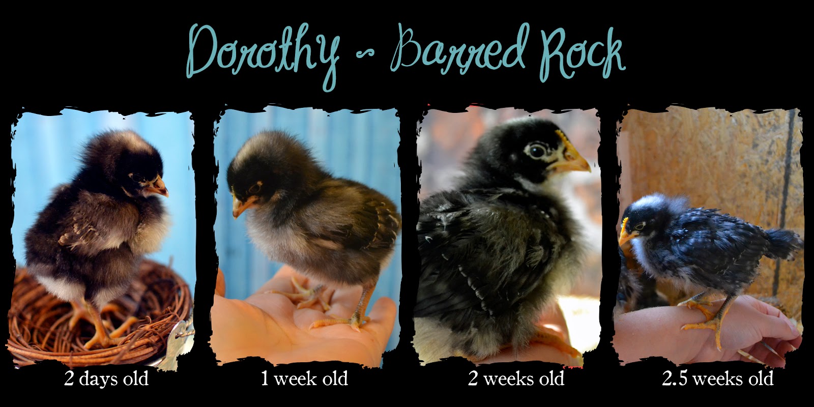 Hayes Homestead: Chicken growth