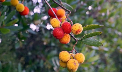 Cultivo do medronheiro - Cantinho verde - horta e jardim