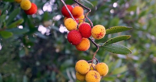Cultivo do medronheiro - Cantinho verde - horta e jardim