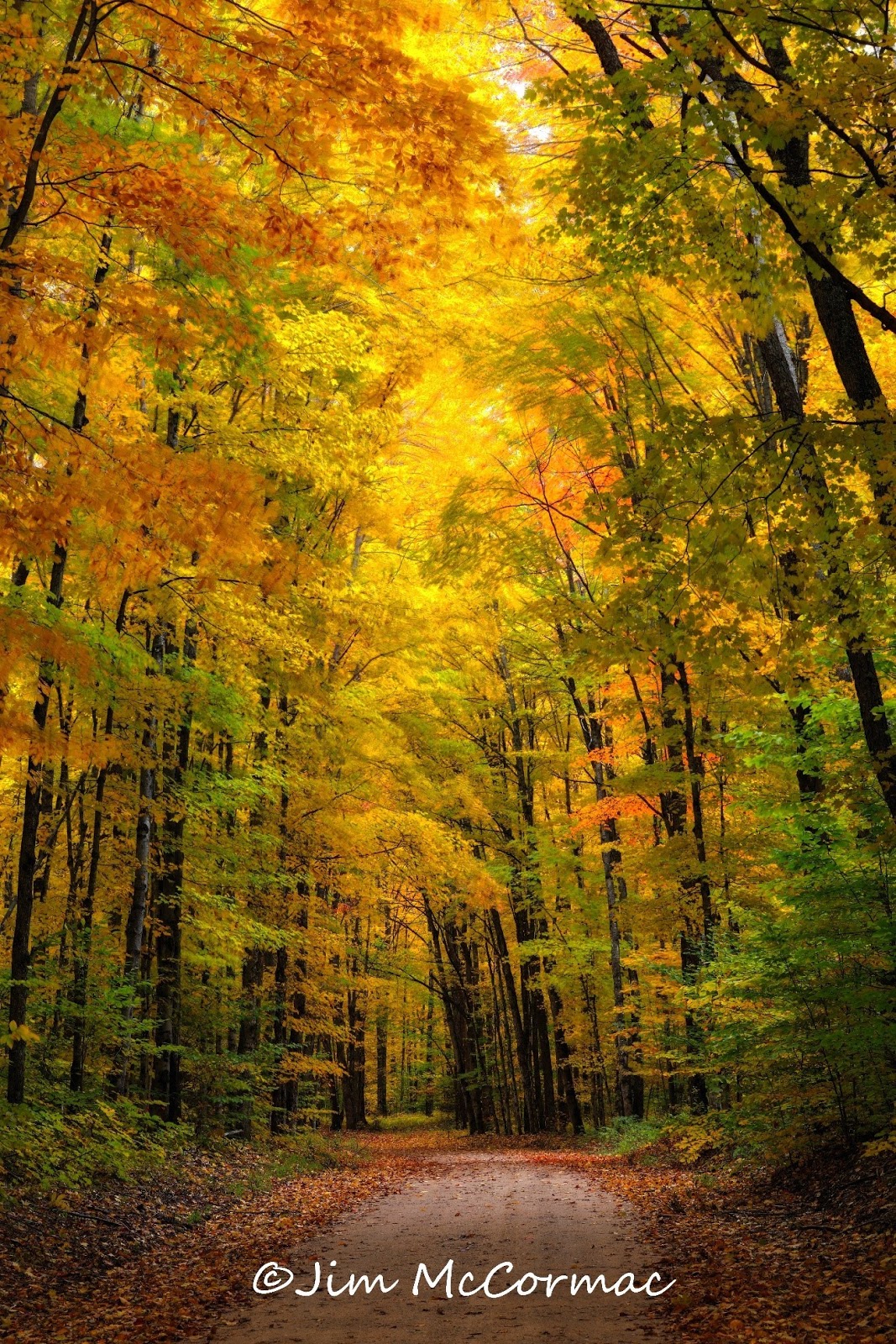 Ohio Birds and Biodiversity: Autumn Upper Peninsula