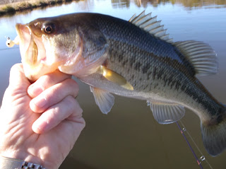 Fishing Through Life: Update on Tiger Bass/Coppernose Bluegill Stocking ...