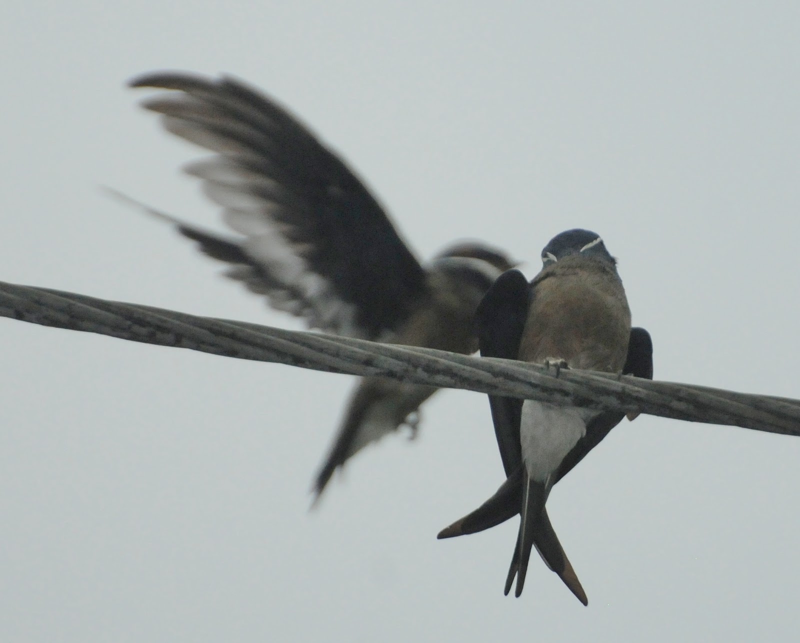 A Wandering Naturalist: Sarawak: Giant Worms and Perching Swifts