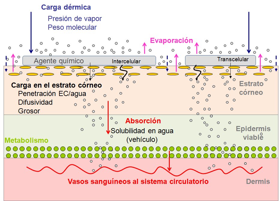 Riesgo químico: Cómo evaluar la vía dérmica y no desfallecer en el ...