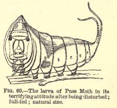 The Puss Moth (Cerura vinula) - (Family: Notodontidae) | Caterpillar ...