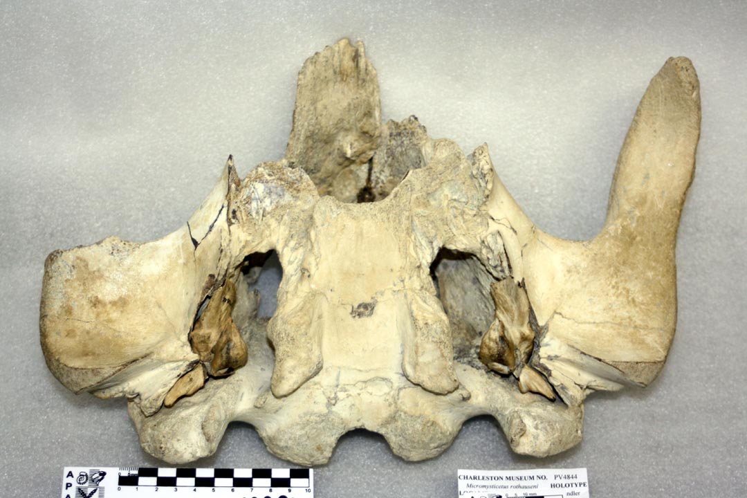 The Coastal Paleontologist: US research trip part 9: Charleston, South ...