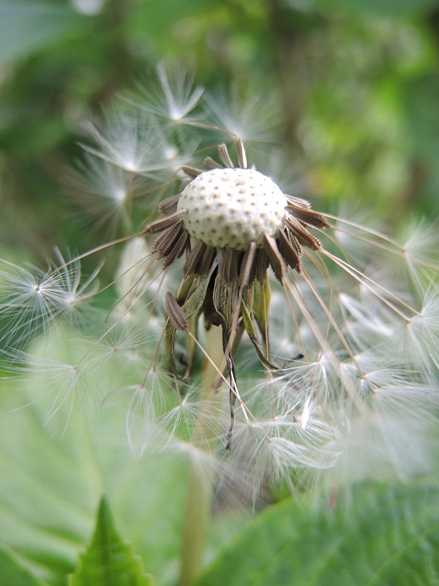 Moois van ' M(i)e': "blaasbloemen"