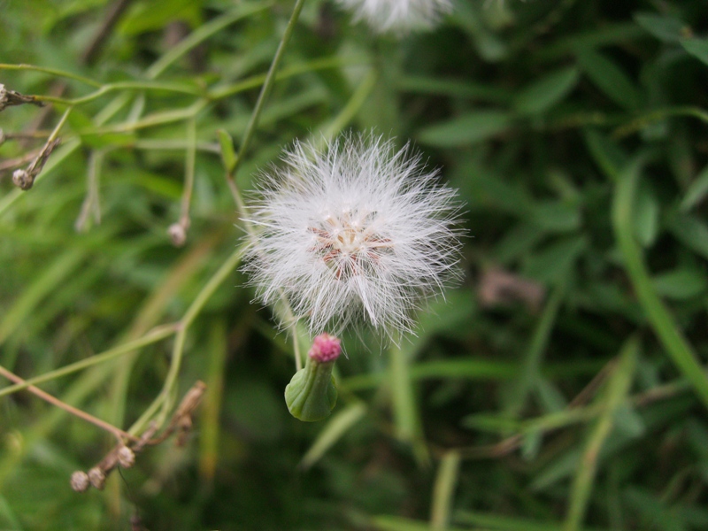 Inspirasi 30+ Bunga Rumput