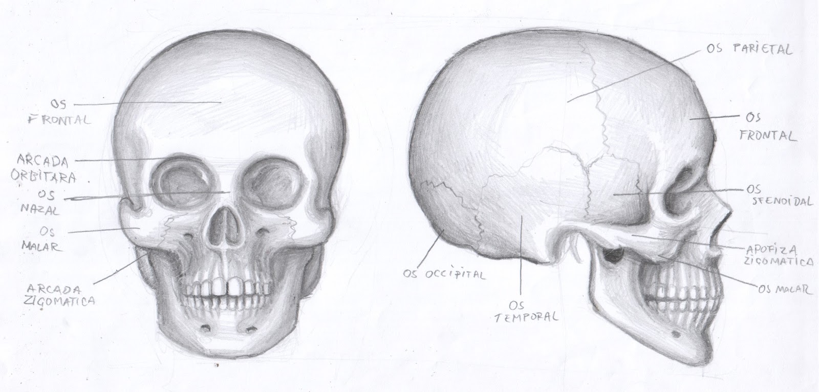 Anatomia craniului uman