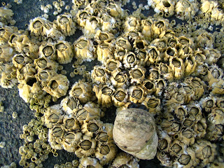 Huntsman Marine Science Centre: Creature Feature: Northern Rock Barnacle