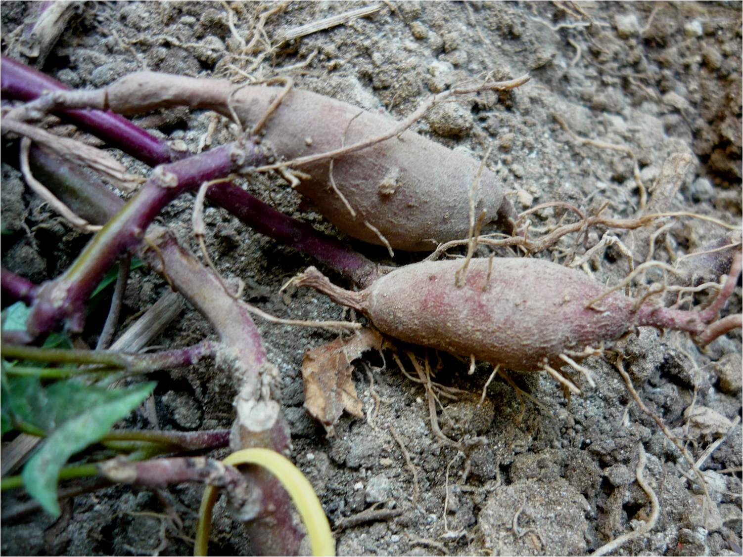 ALTERNATIVA ECOLÓGICA: CULTIVO DE CAMOTE
