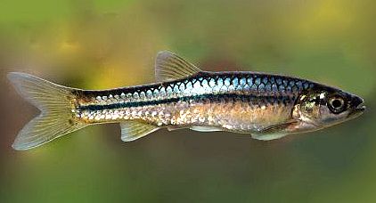Rasbora daniconius -Striped rasbora - Dandia | FRESHWATER FISHES OF SRI ...