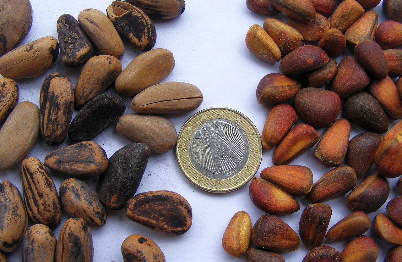 Frutas y Hortalizas: FRUTOS SECOS: Pistachos y Piñones