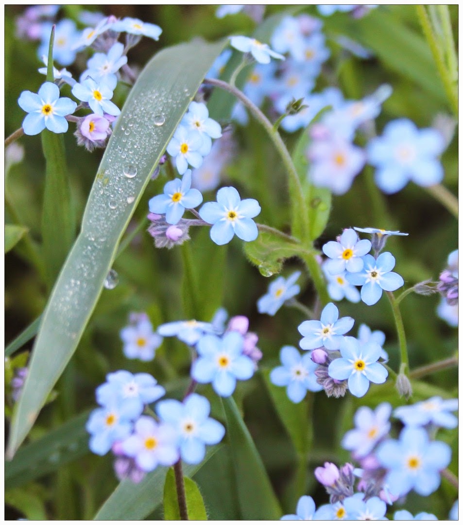 kertupertu heARTmade: Meelespealilled! :) Vergissmeinnicht Blumen! :)