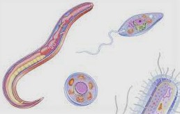 Protozoa: Definition, Characteristics, Classification and their Types