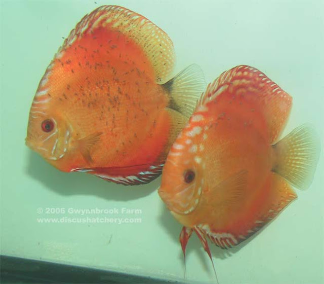 Discus: Discus Fish Pair With Fry