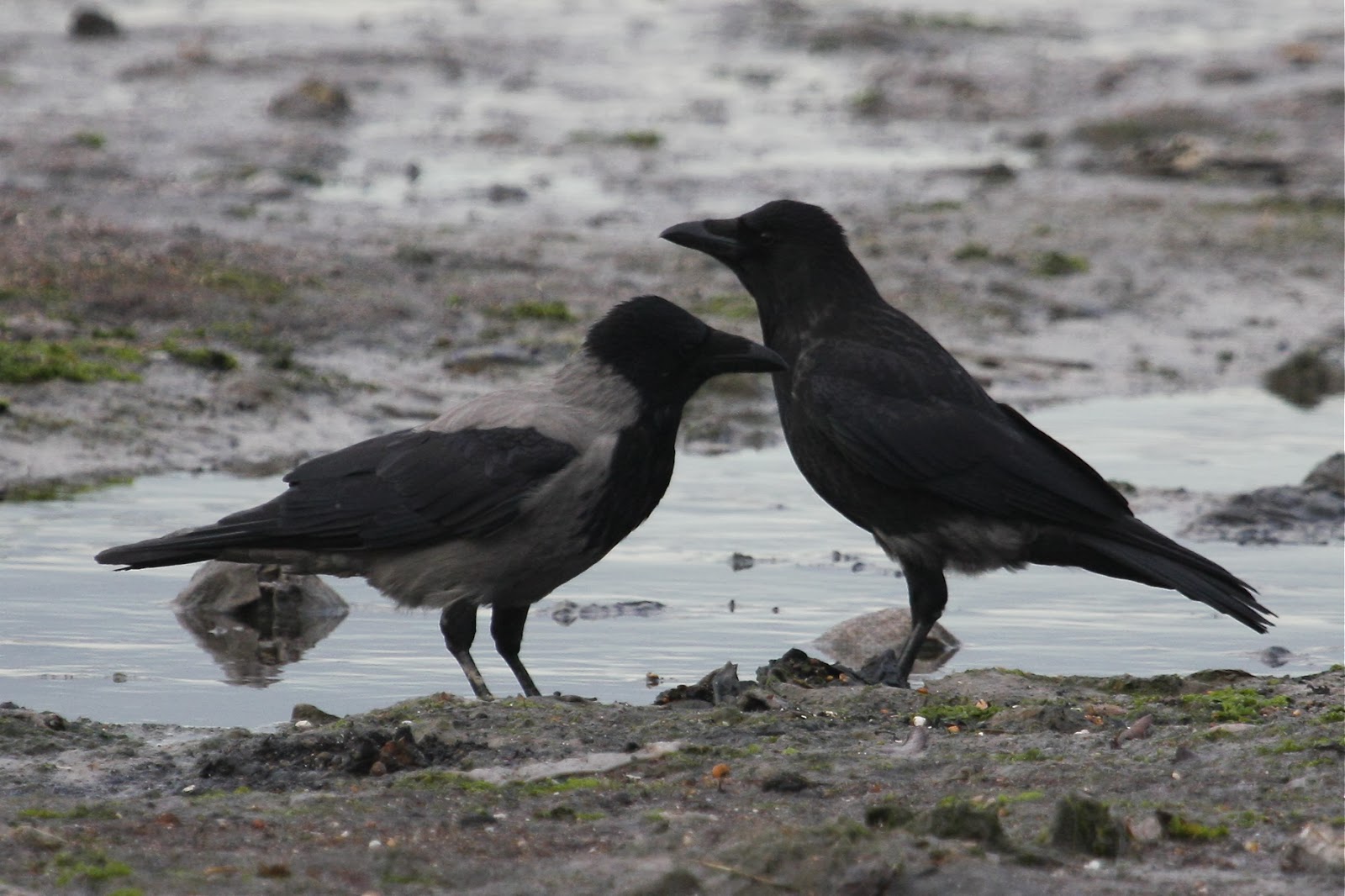 Morgithology: Hybrid Crow at North Bull, Dublin