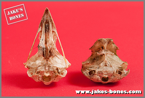 Strange bones #11: The buzzard skull that wasn't : Jake's Bones